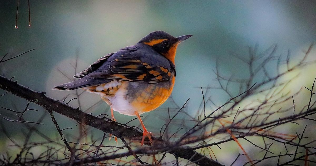 Birding Guide to Revelstoke | Bird Watching | Tourism Revelstoke
