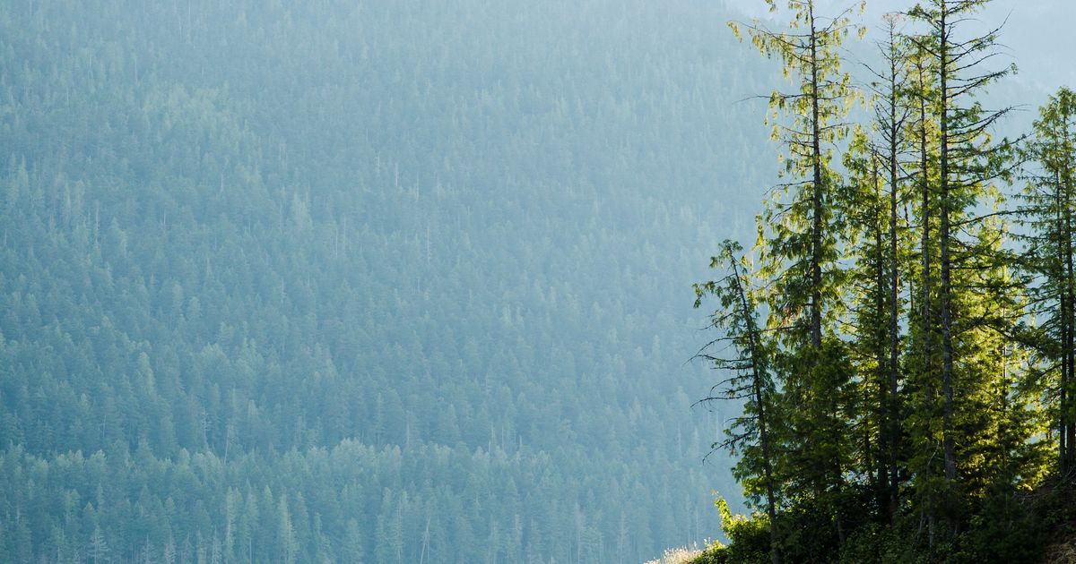 Your Guide to Lake Revelstoke | See Revelstoke